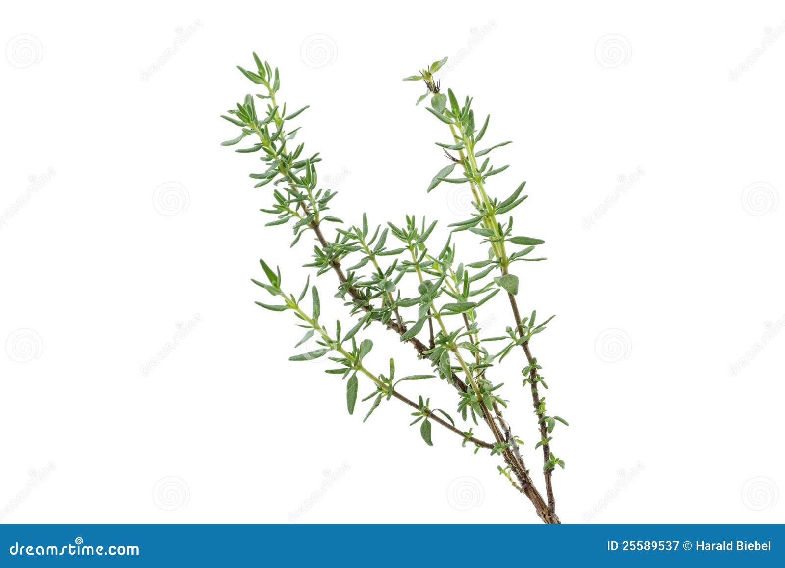 Erba fresca del timo immagine stock. Immagine di ingrediente - 25589537