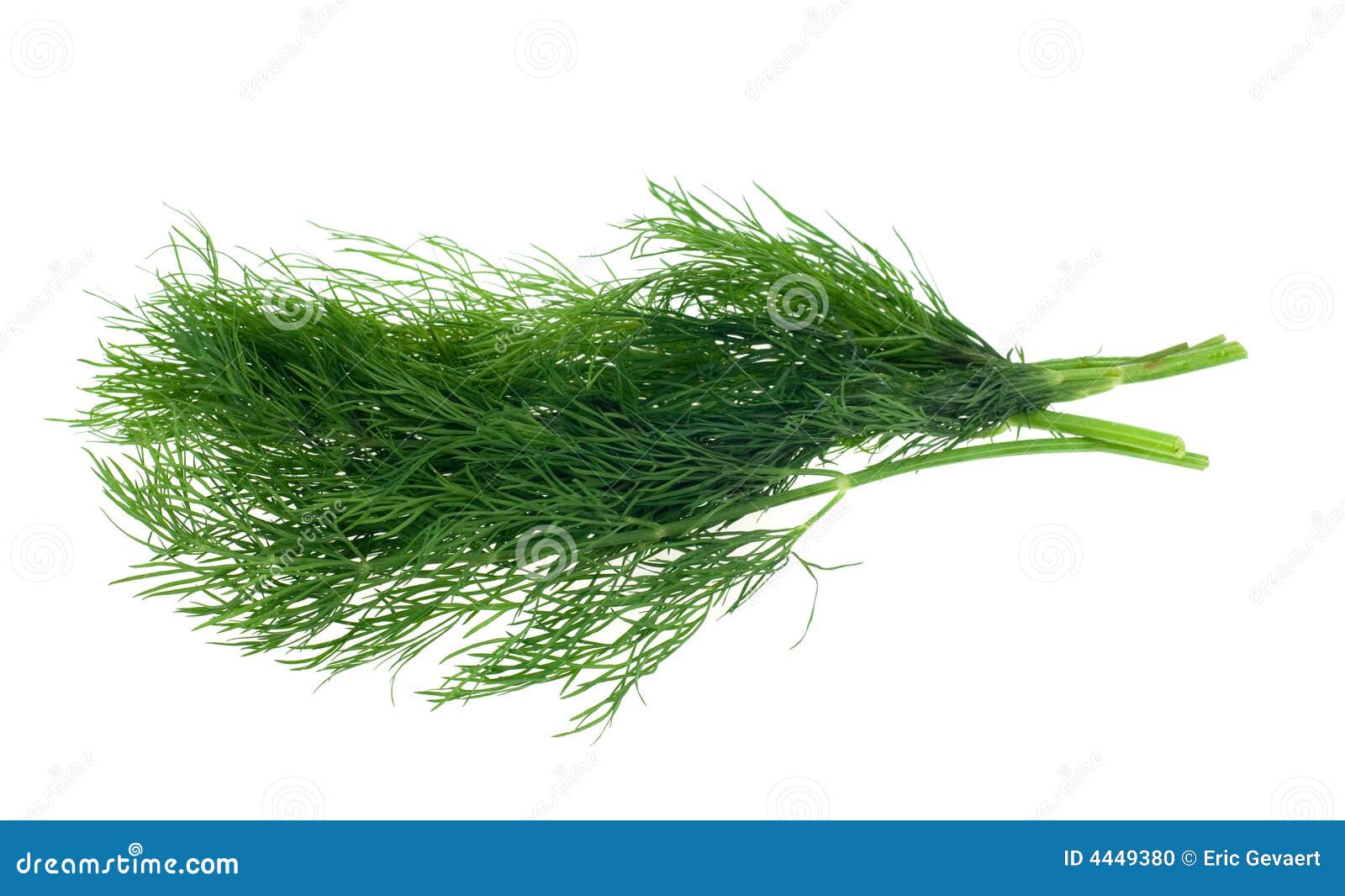 Erba fresca dell'aneto fotografia stock. Immagine di botanico - 4449380