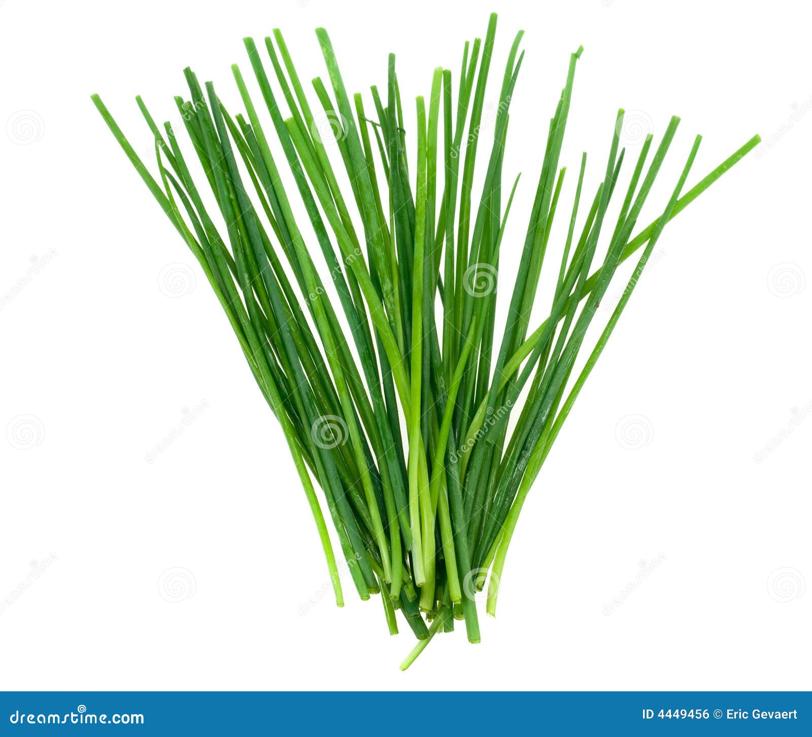 Erba Fresca Della Erba Cipollina Fotografia Stock - Immagine di cucina ...