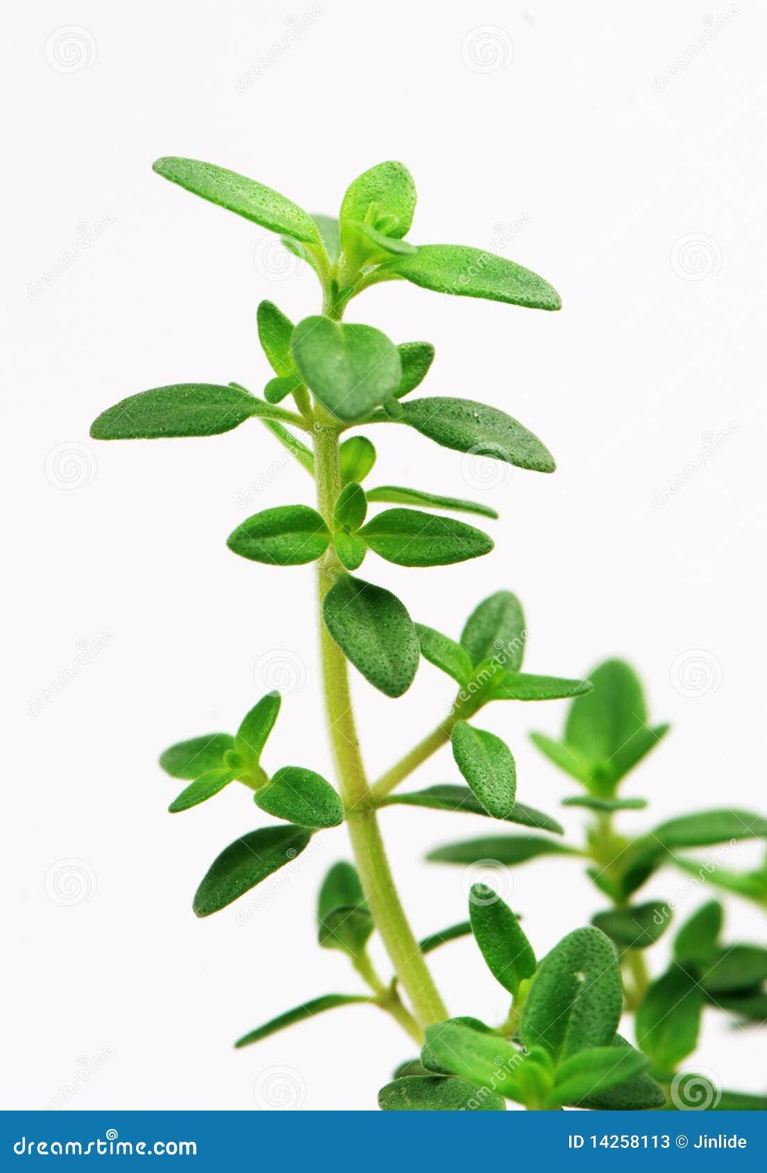 Erba Fresca: Timo Del Limone Immagine Stock - Immagine di pianta ...