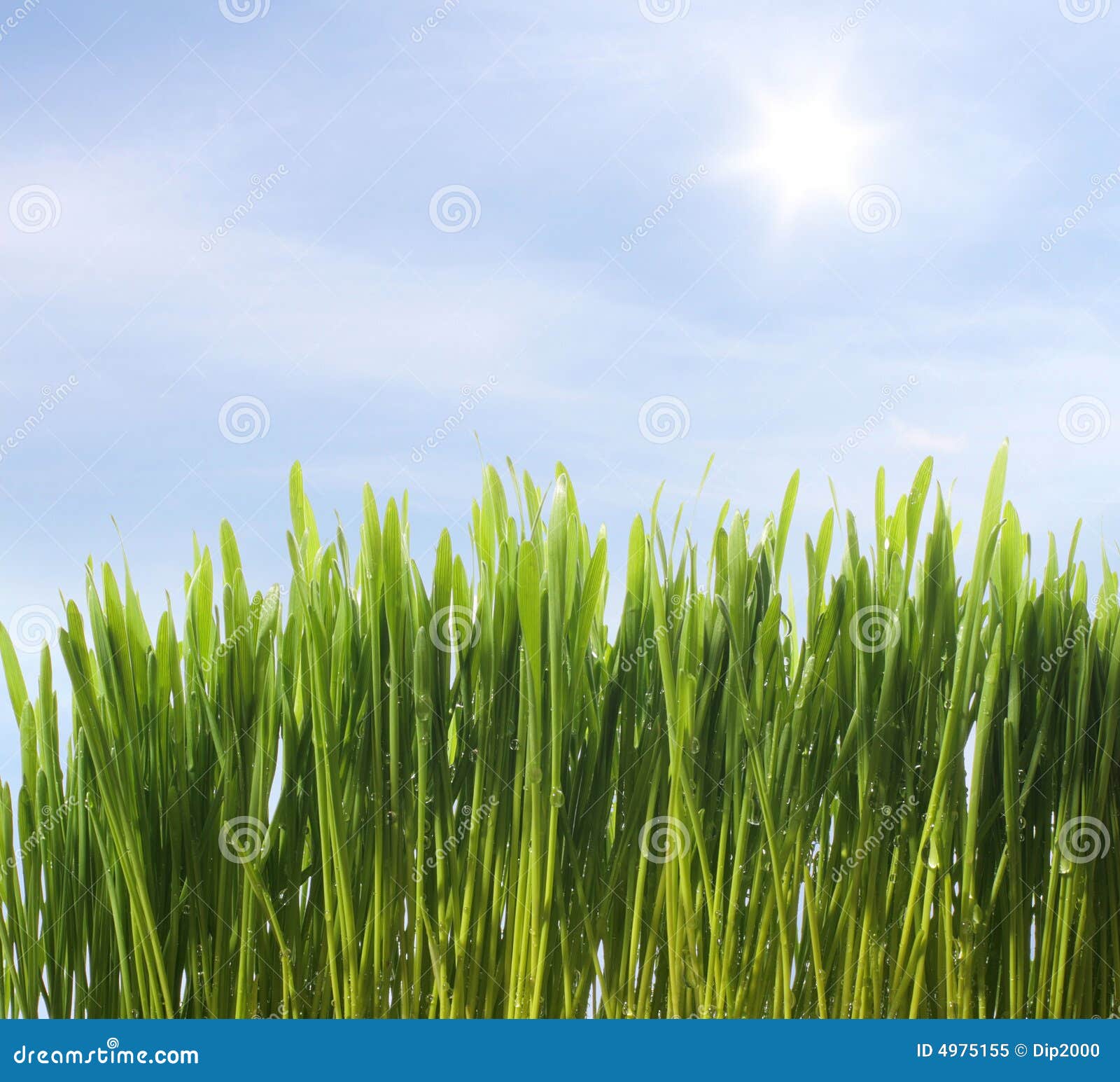 Erba fresca verde immagine stock. Immagine di foglio, giardino - 4975155