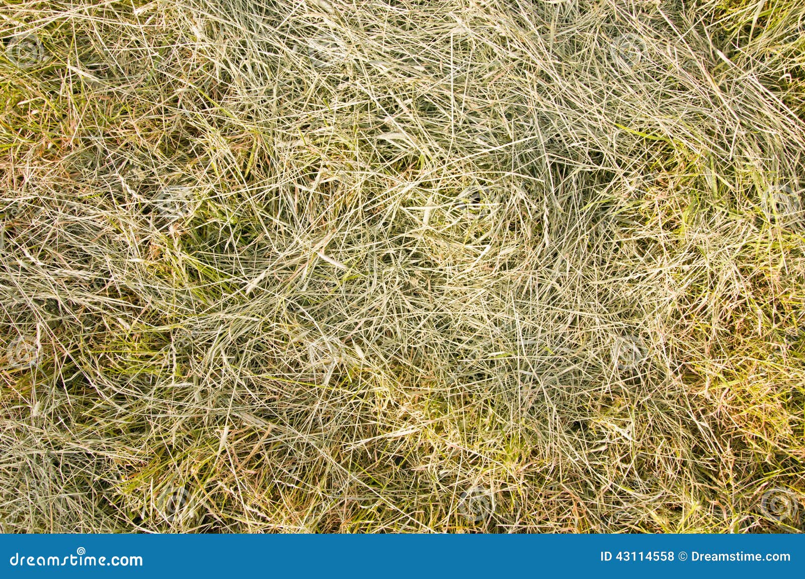 Erba gialla di struttura fotografia stock. Immagine di fotographia ...