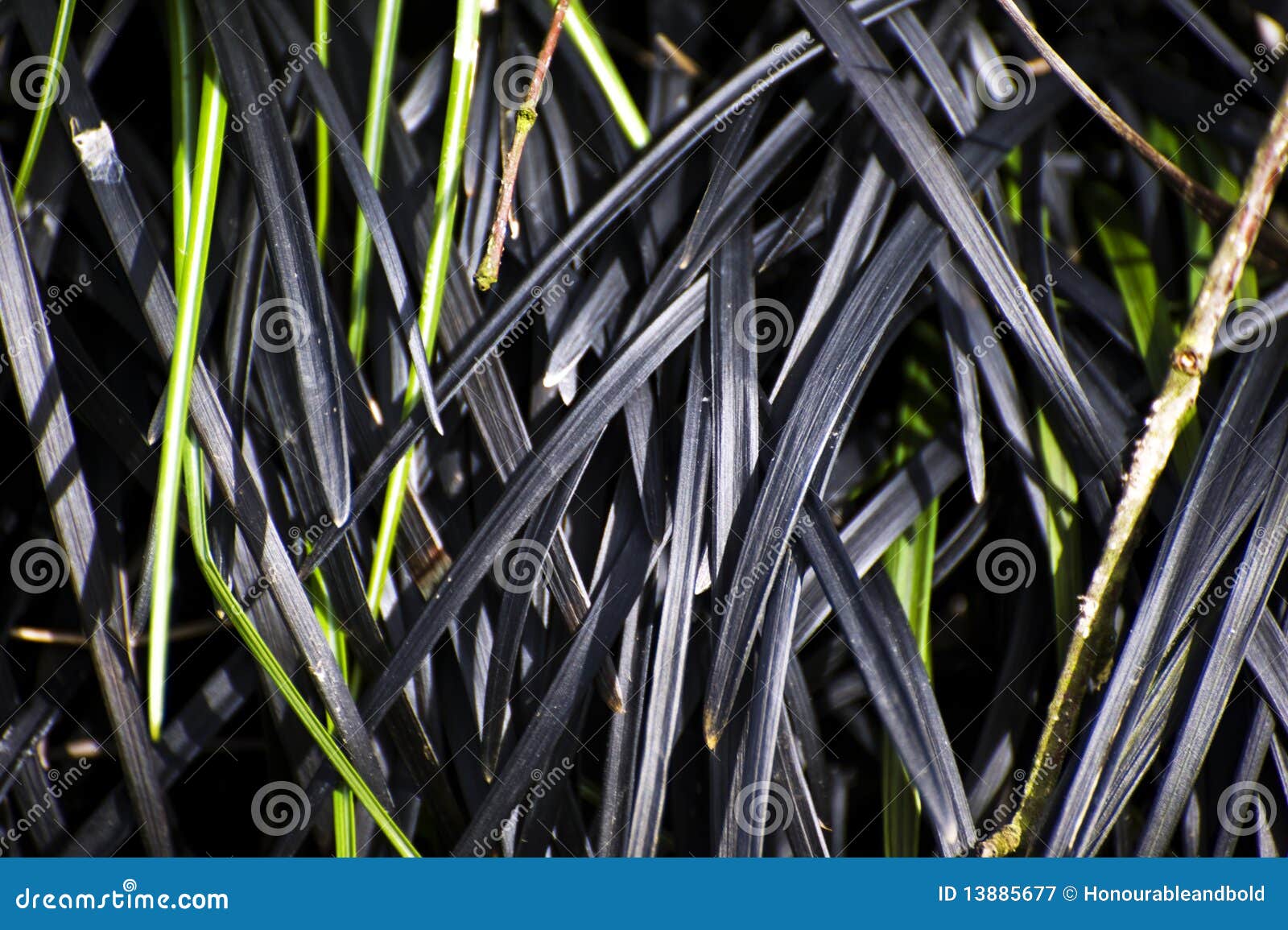 Erba nera immagine stock. Immagine di erba, scientifico - 13885677