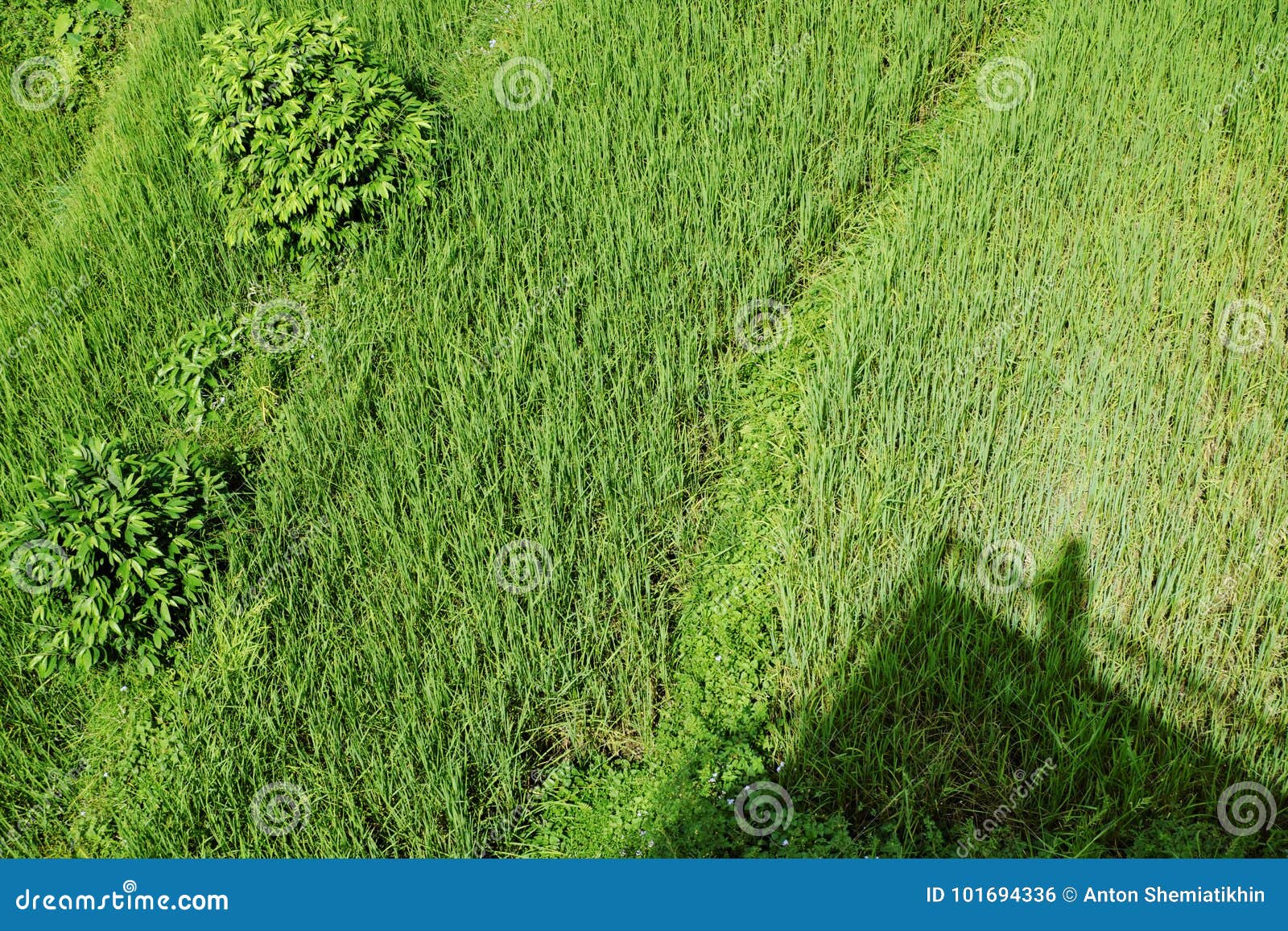 Erba Ondulata Verde Intenso Fotografia Stock - Immagine di terra ...