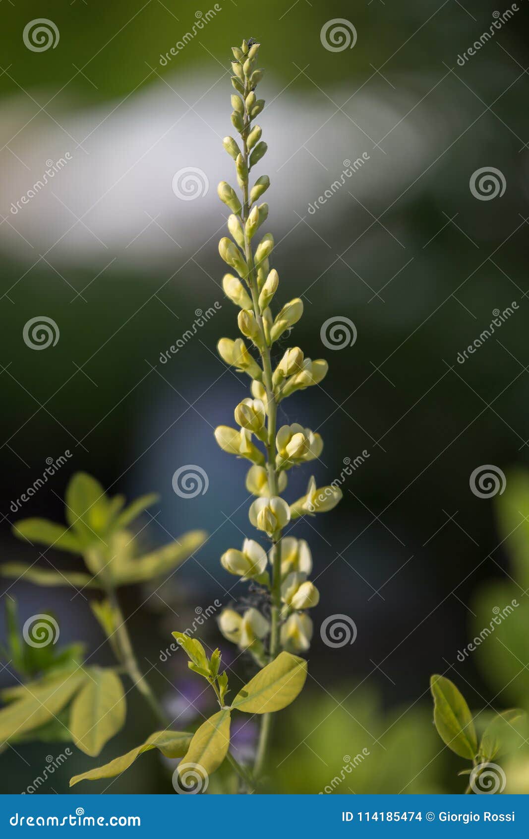 Erba Perenne, Bella Efflorescenza Nel Giardino Fotografia Stock ...