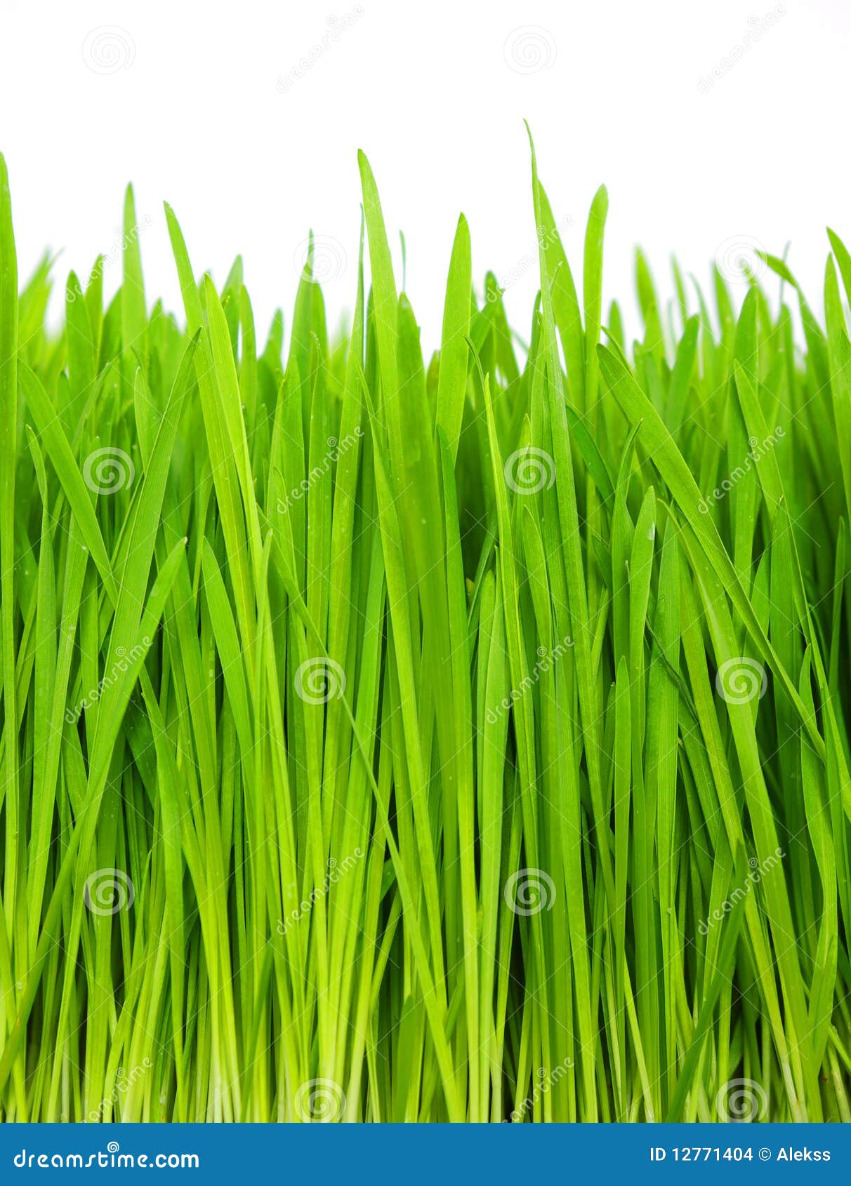 Erba verde fotografia stock. Immagine di podere, nave - 12771404