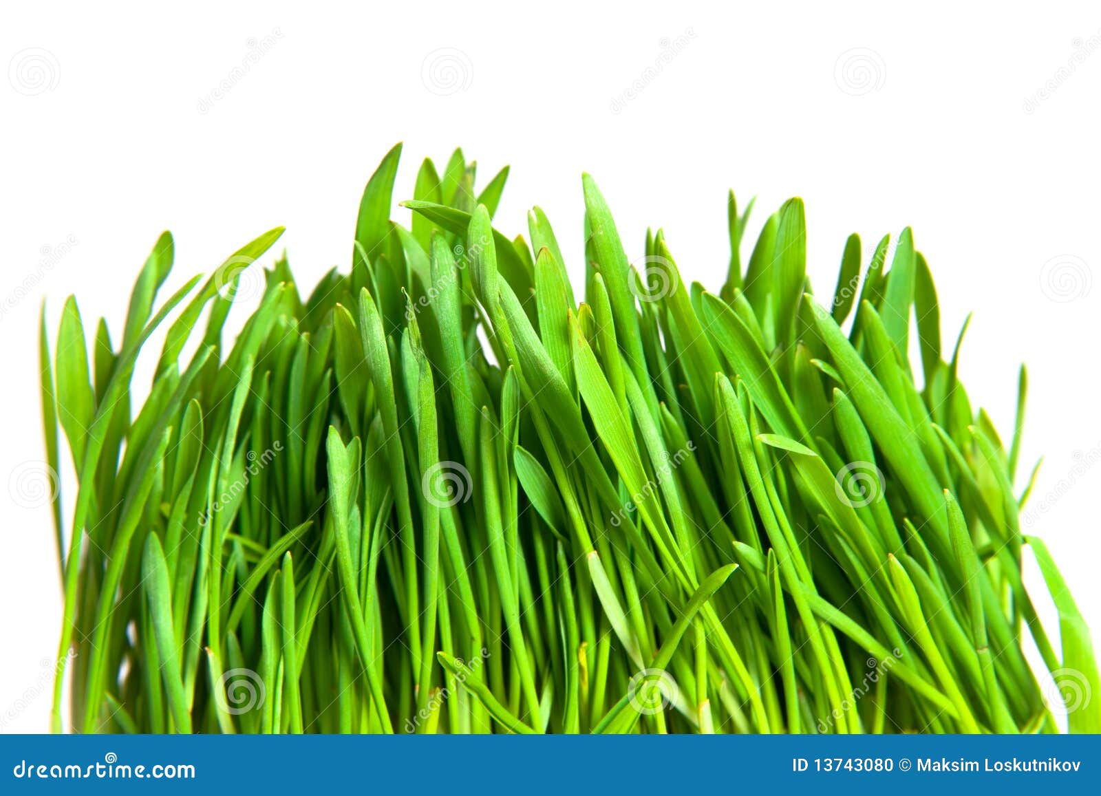 Erba verde fotografia stock. Immagine di bellezza, erba - 13743080