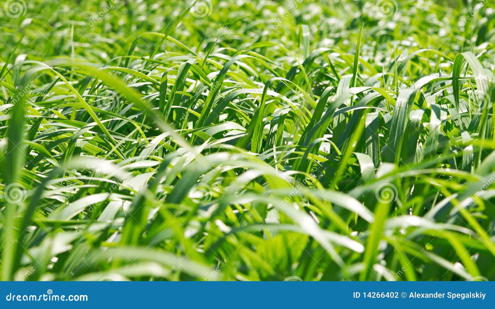 Erba verde fotografia stock. Immagine di colore, grafico - 14266402