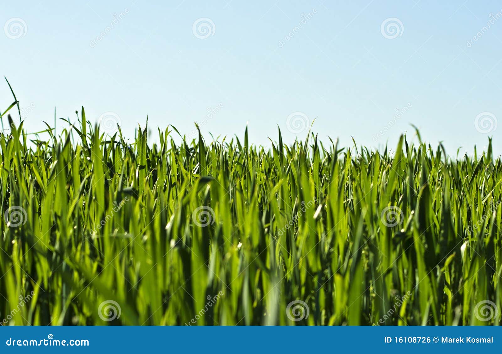 Erba verde fotografia stock. Immagine di macro, verde - 16108726