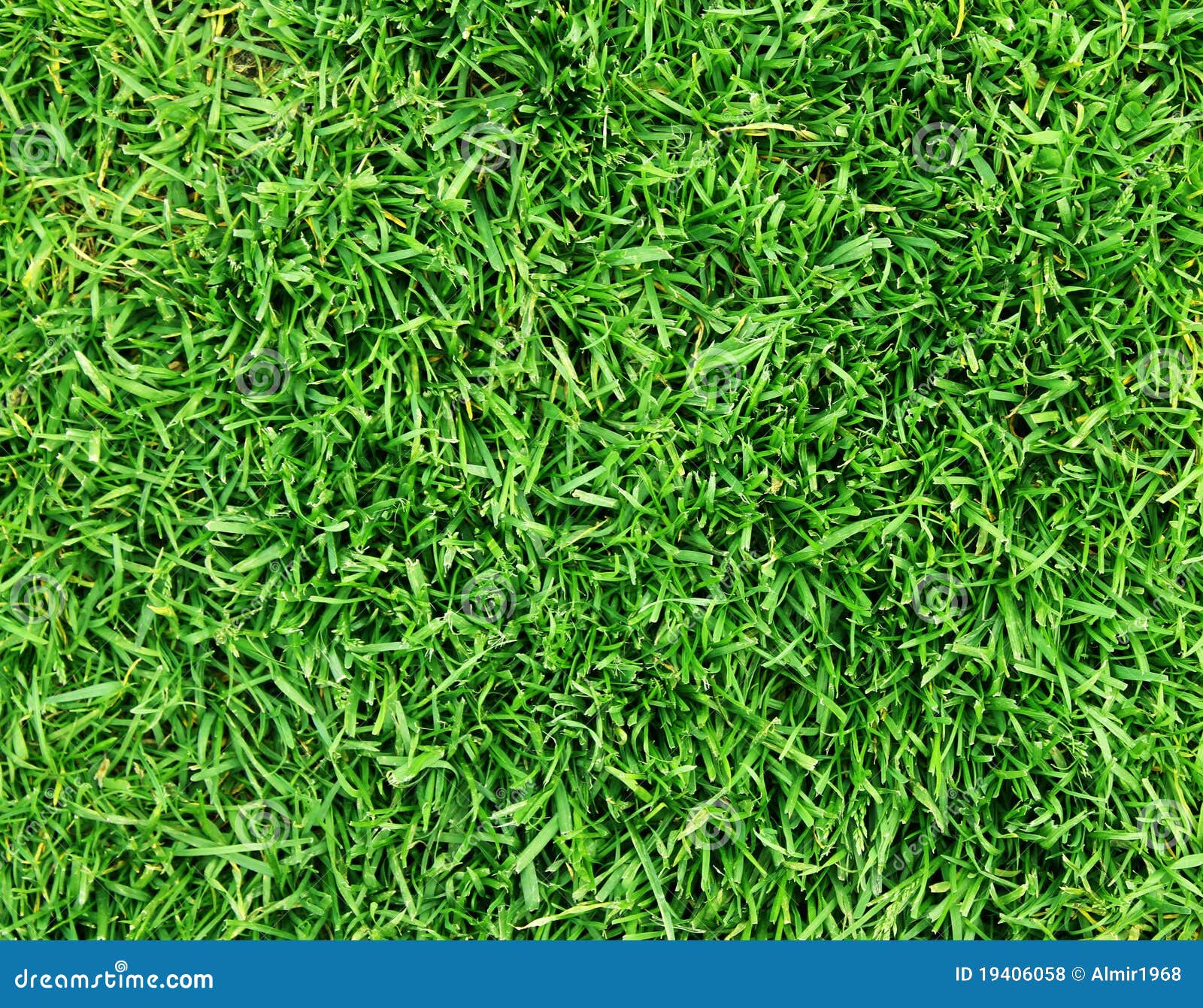 Erba verde fotografia stock. Immagine di agricoltura - 19406058