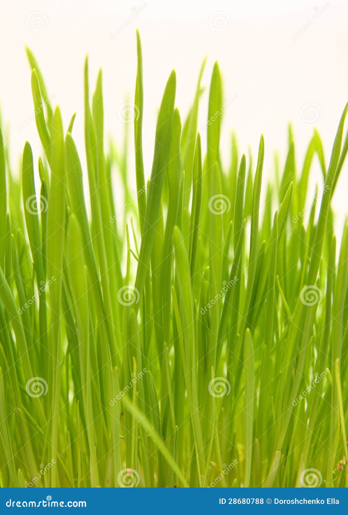 Erba verde fotografia stock. Immagine di germe, bianco - 28680788