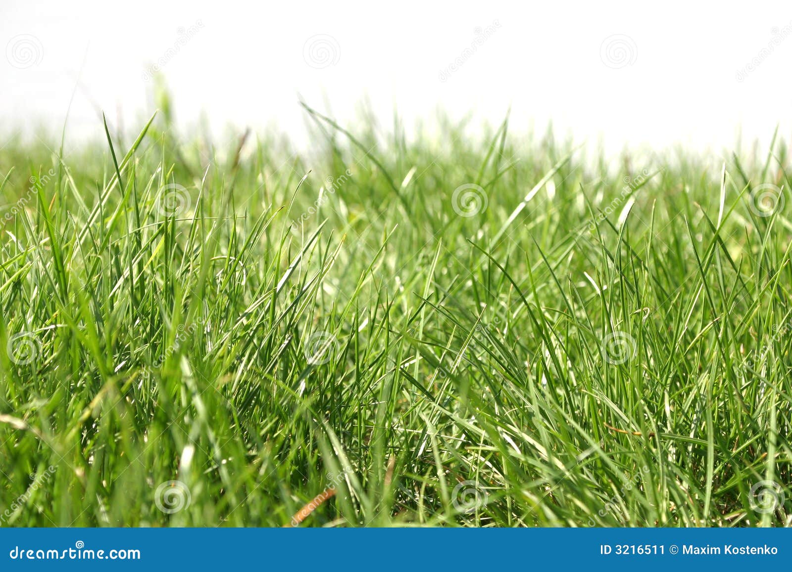 Erba verde immagine stock. Immagine di sano, felice, base - 3216511