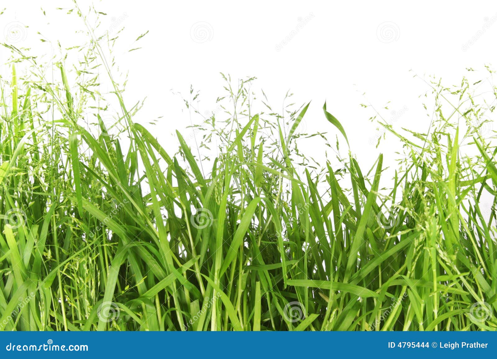 Erba verde fotografia stock. Immagine di colore, luminoso - 4795444