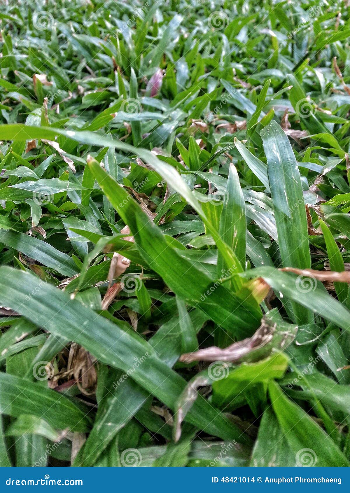 Erba verde fotografia stock. Immagine di verde, thailandia - 48421014