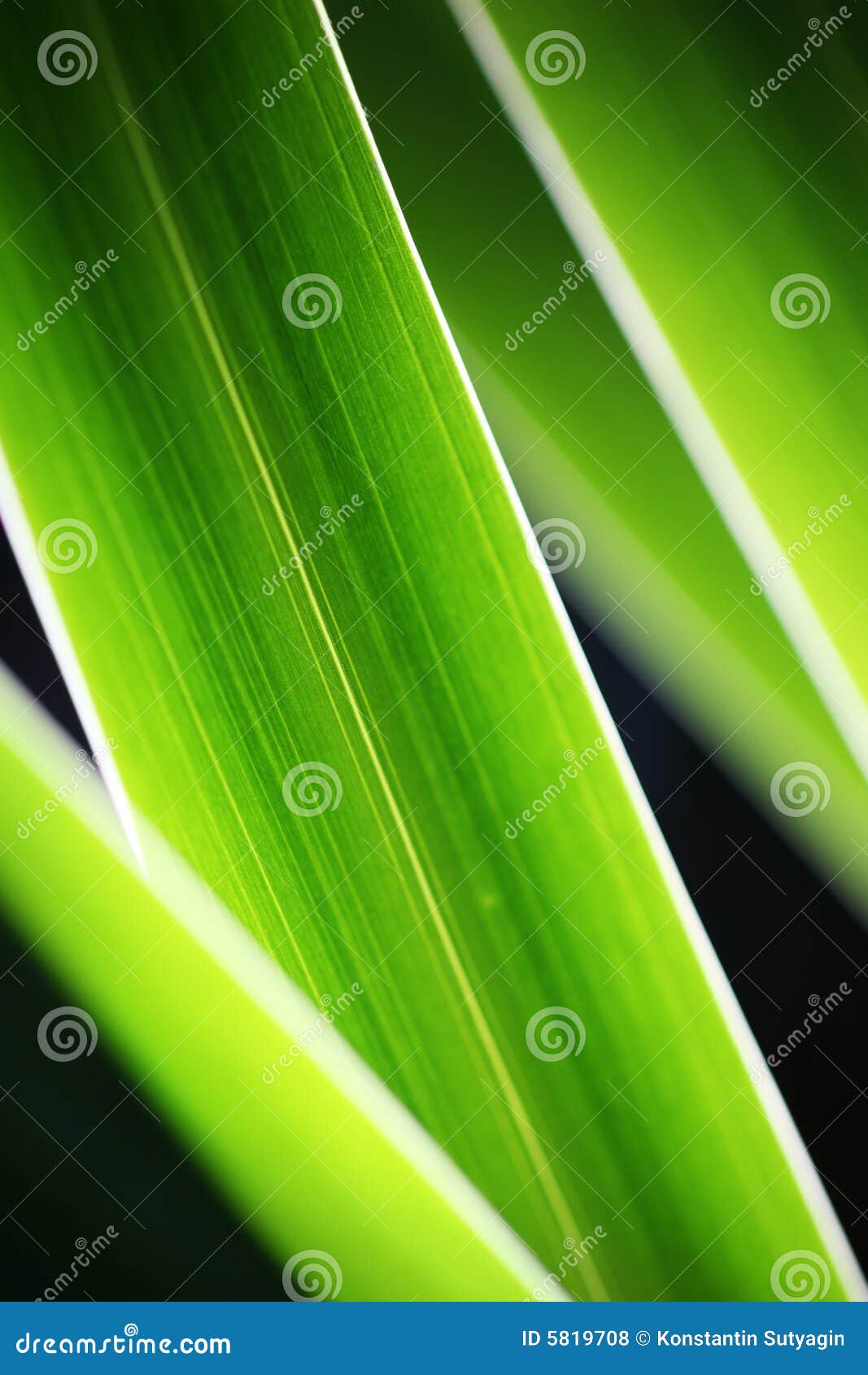 Erba verde fotografia stock. Immagine di chiaro, colore - 5819708