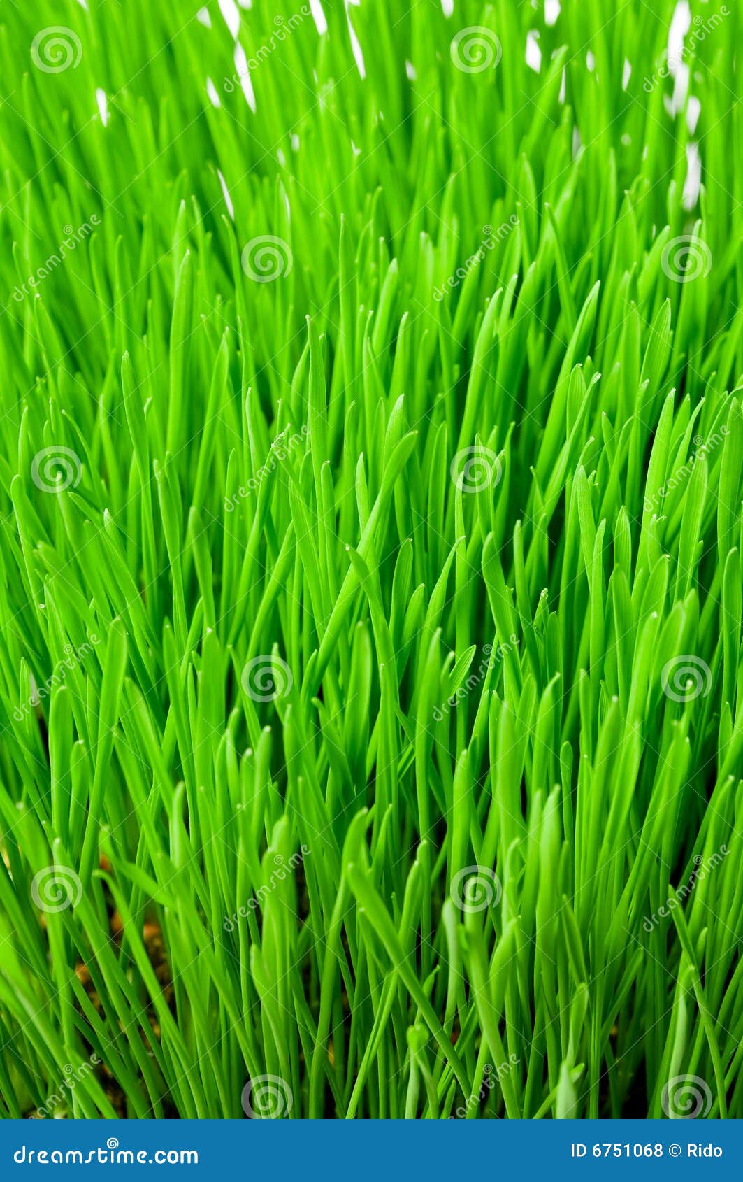 Erba verde fotografia stock. Immagine di naughty, lamierina - 6751068