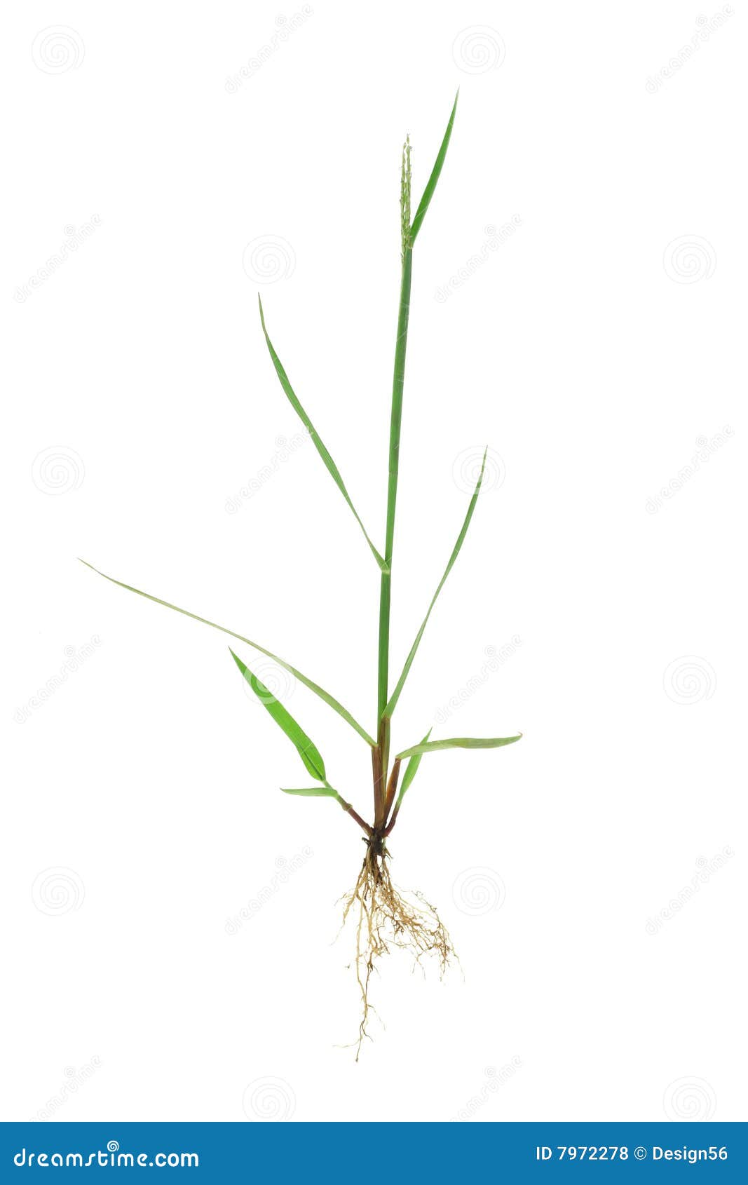 Erba verde con le radici fotografia stock. Immagine di nave - 7972278