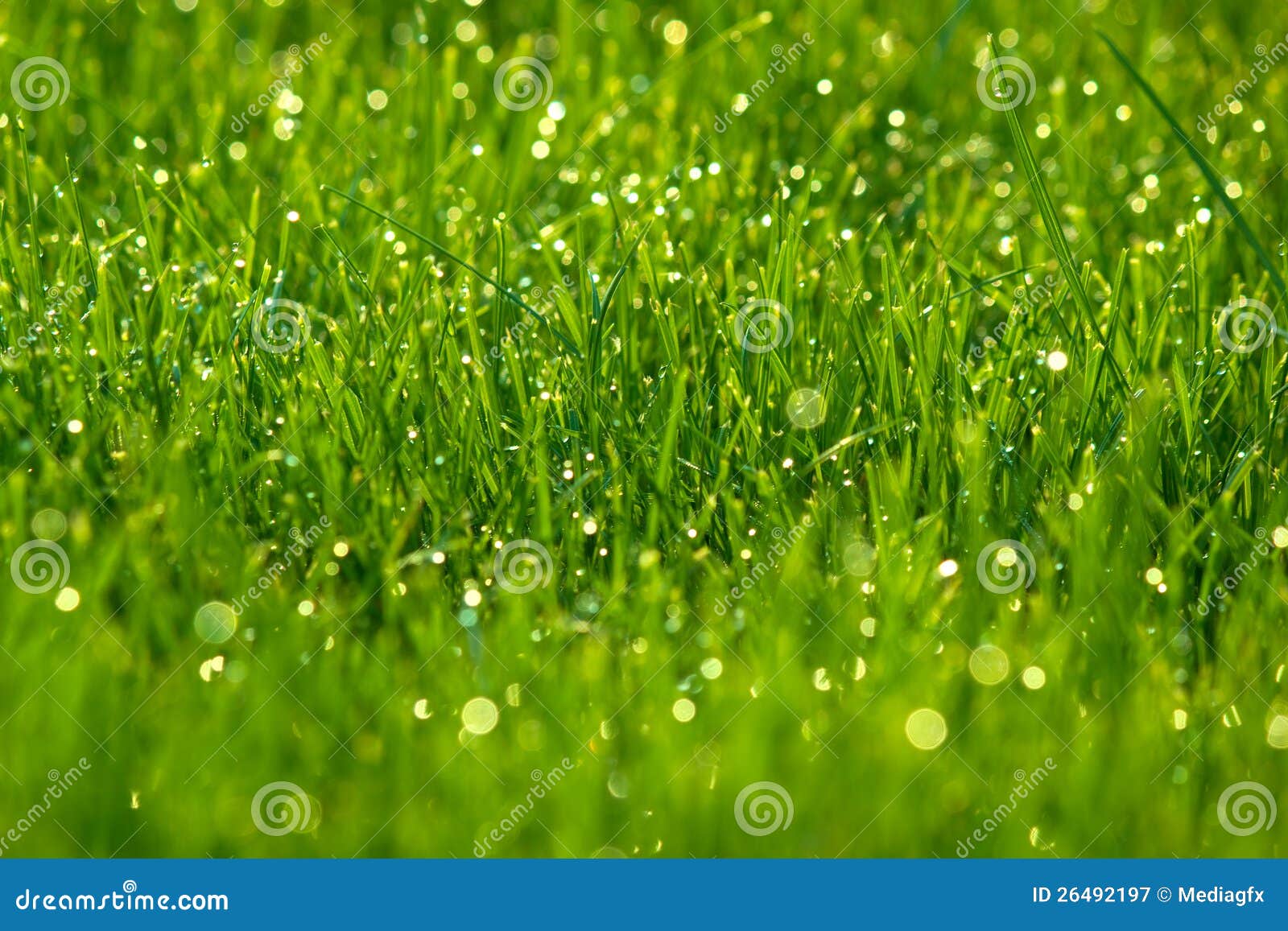 Erba verde con rugiada immagine stock. Immagine di macro - 26492197