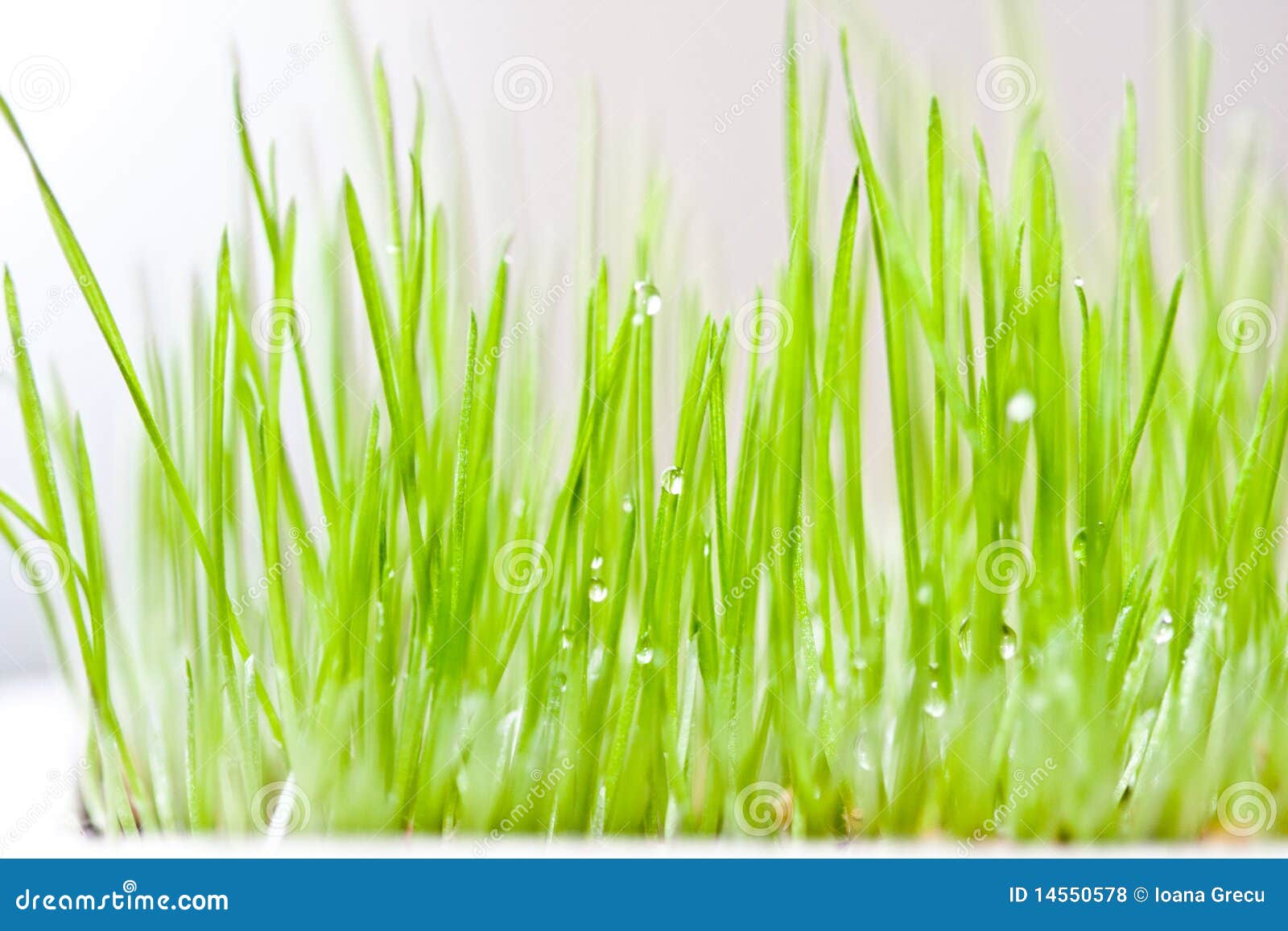 Erba verde e rugiada fotografia stock. Immagine di verde - 14550578