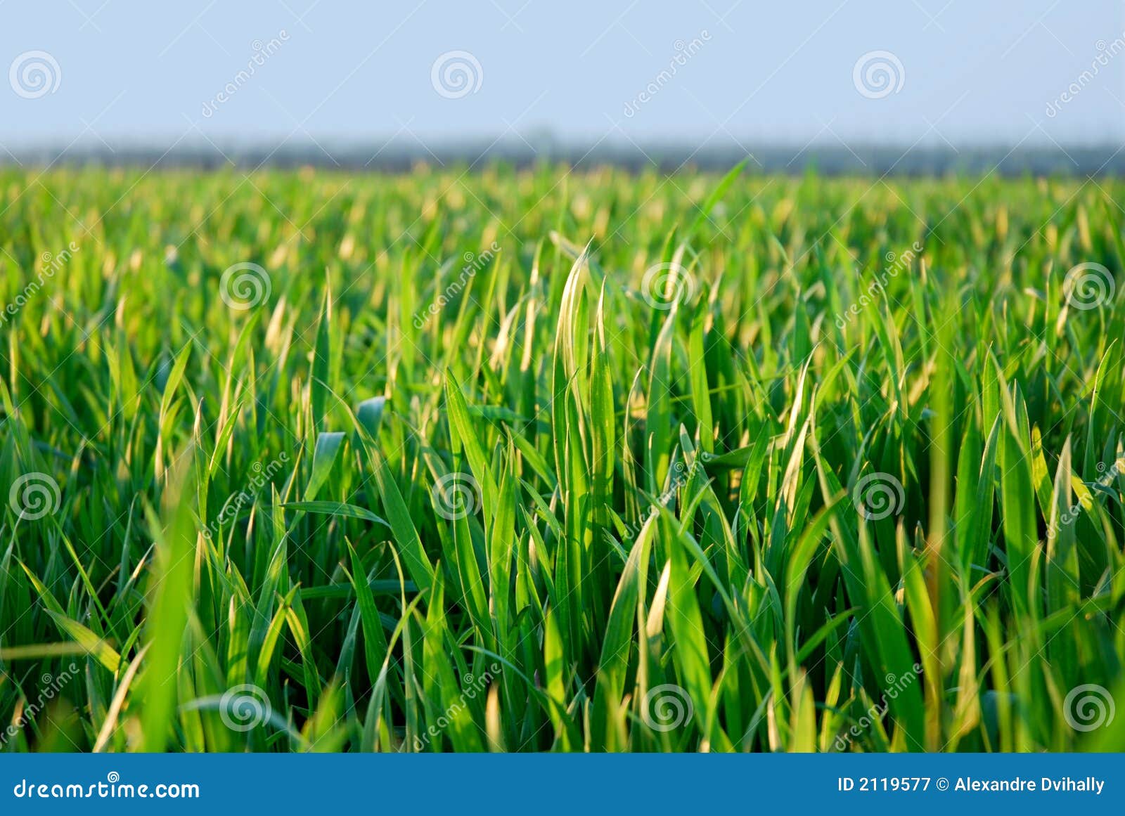 Erba verde, erba fresca immagine stock. Immagine di campo - 2119577