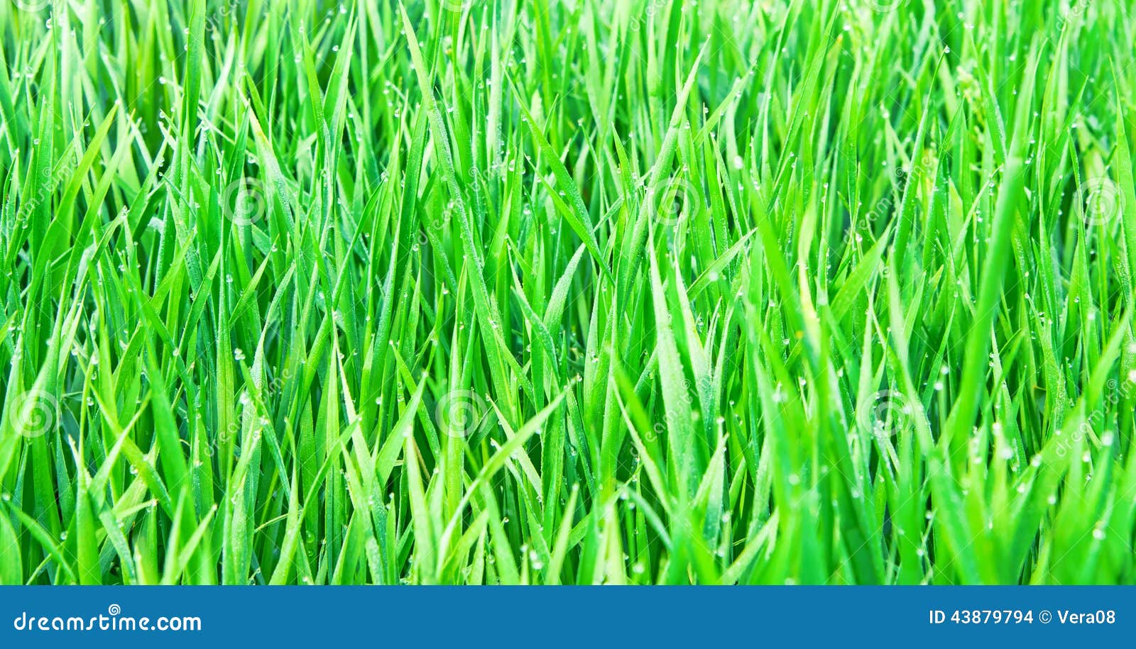Erba verde fresca fotografia stock. Immagine di chiusura - 43879794