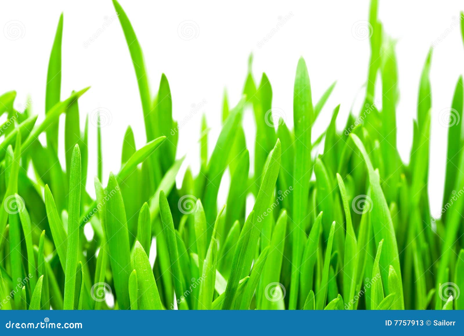 Erba verde fresca immagine stock. Immagine di giorno, podere - 7757913