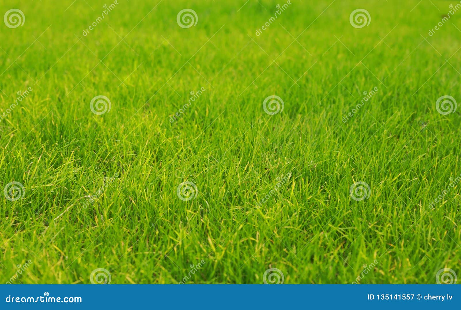 Erba Verde, Primo Piano Sparato Su Erba Verde Immagine Stock - Immagine ...