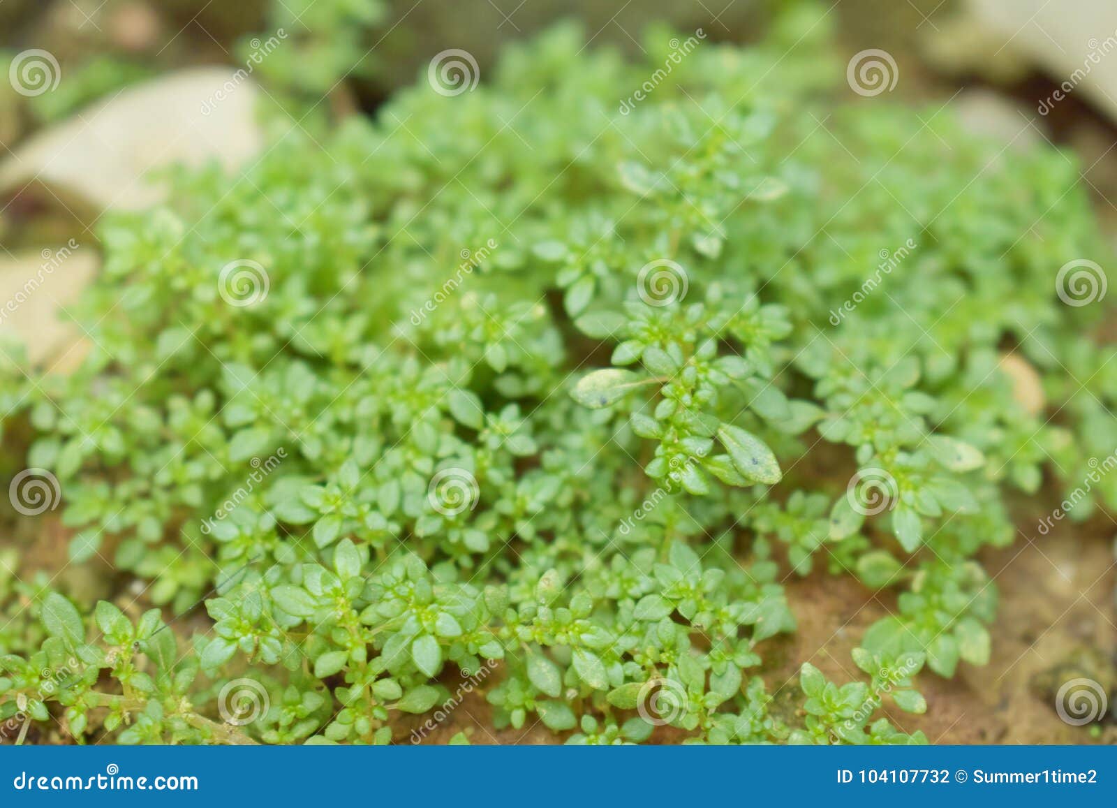 Erbaccia Foto Stock - Download 117,998 Royalty Free Photos