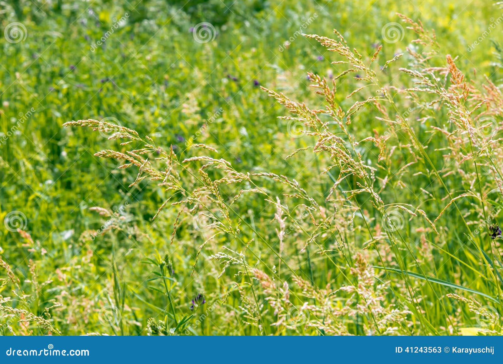 Erbe Del Gramineae Nel Prato Immagine Stock - Immagine di nave, prato ...