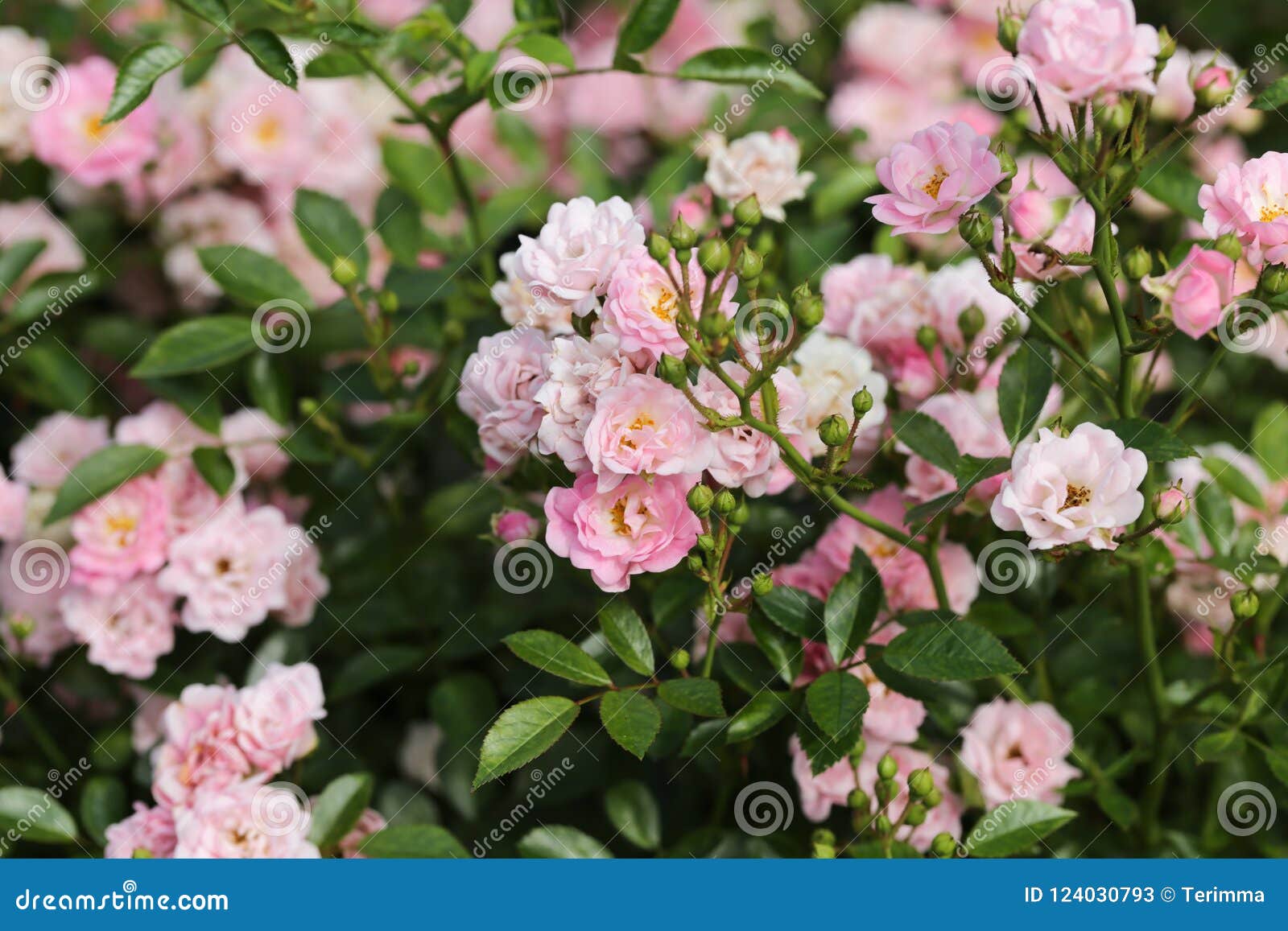 Erblassen Sie - Rosa Rosenbusch Stockbild - Bild von blüte, nave: 124030793