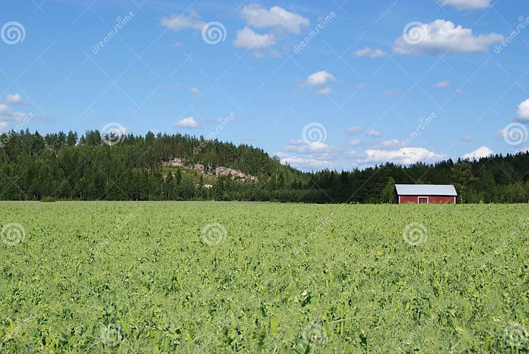 Erbsen-Feld stockbild. Bild von organisch, blatt, feld - 10269665