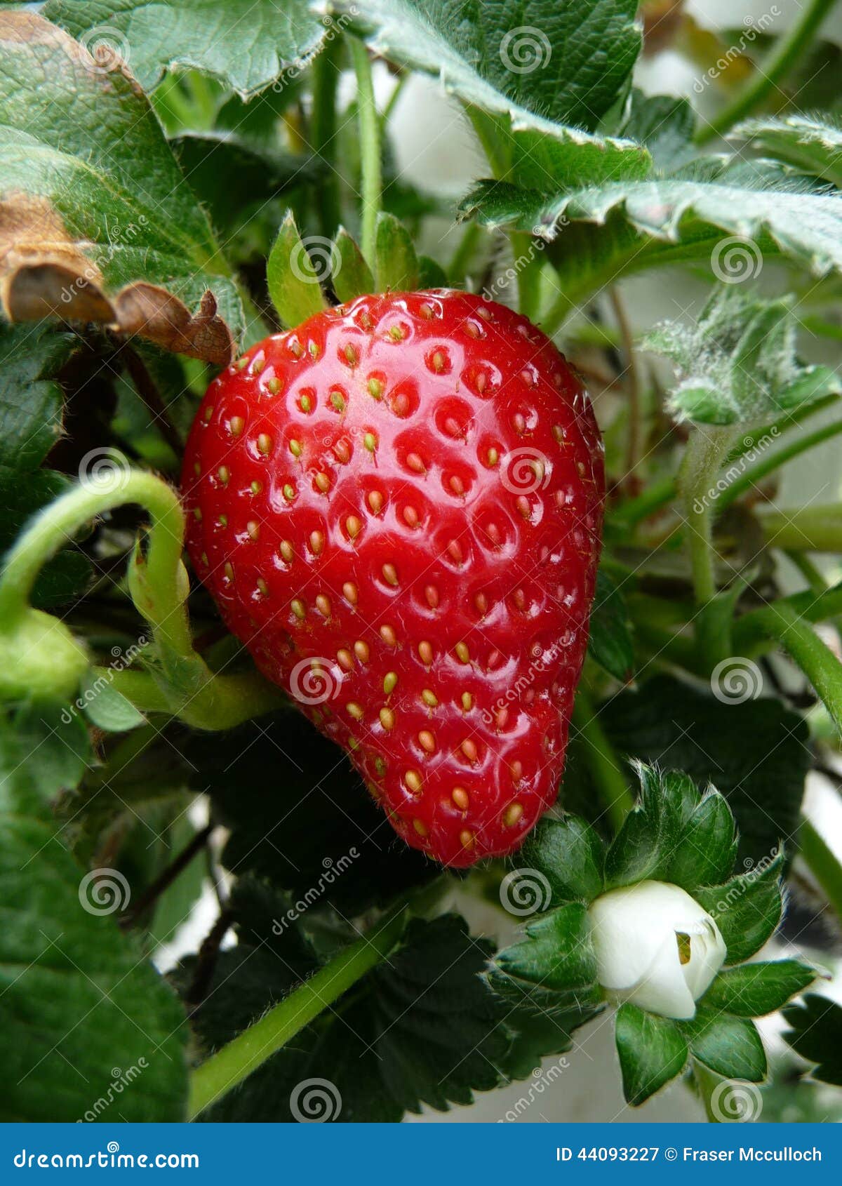 Erdbeere stockbild. Bild von frisch, wachsen, nahaufnahme - 44093227