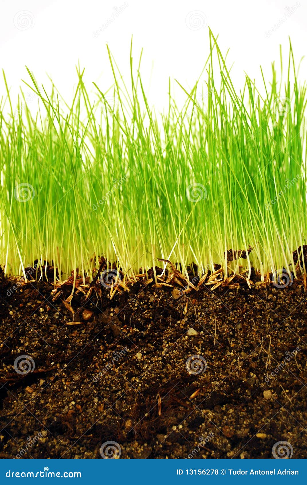 Erde und Gras stockfoto. Bild von nave, recyceln, schützen - 13156278