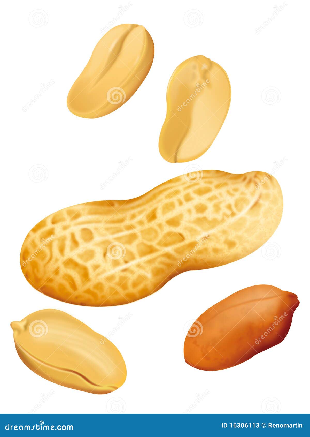 Erdnuss-Abbildung stock abbildung. Illustration von gaststätte - 16306113