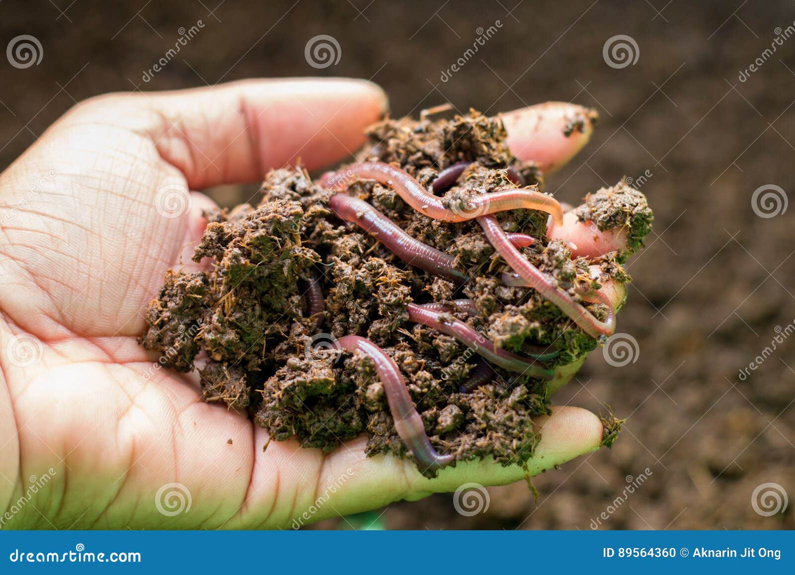 Erdwürmer stockfoto. Bild von endlosschraube, hand, wiggler - 89564360