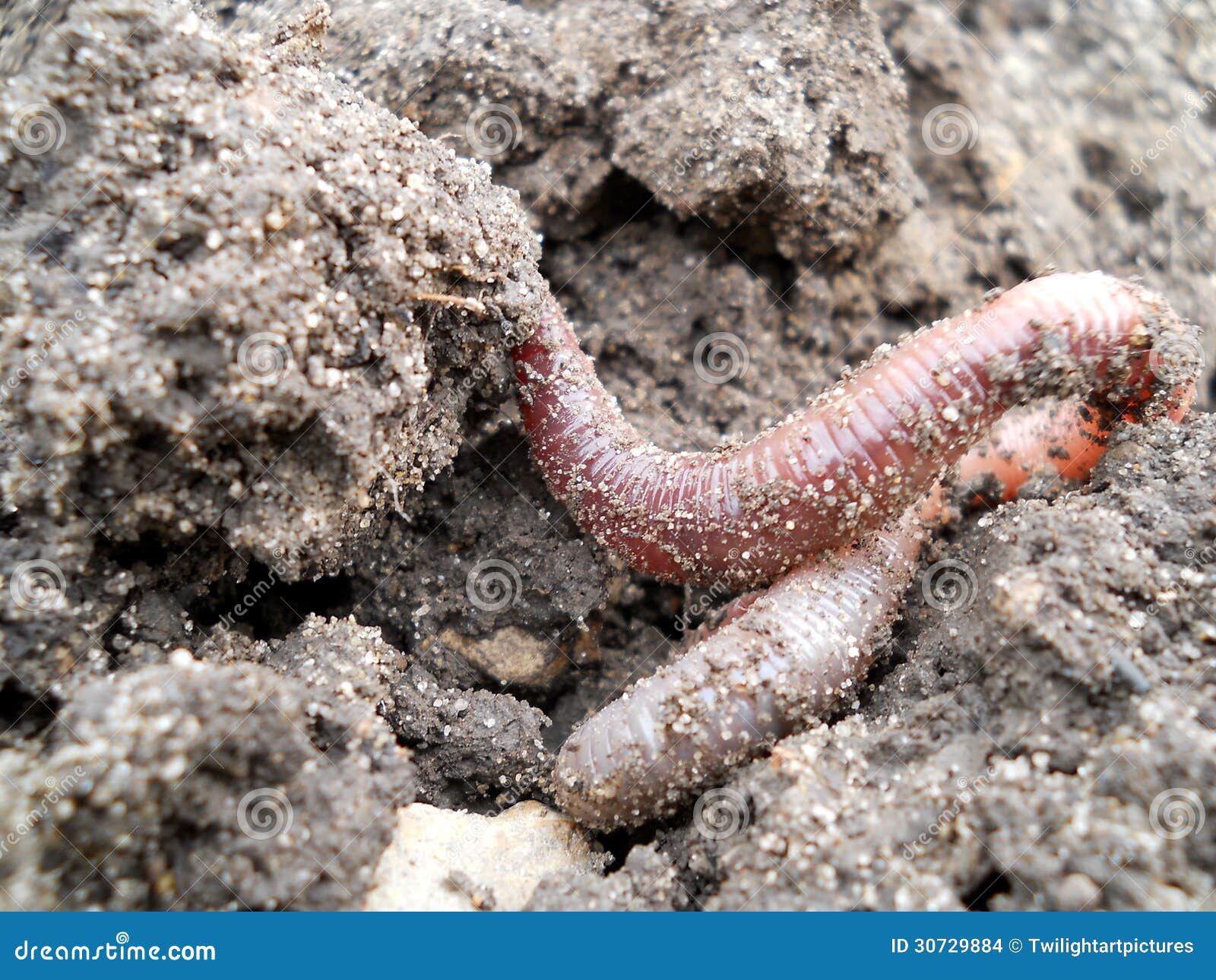 Erdwurm stockfoto. Bild von masse, makro, kurs, leben - 30729884