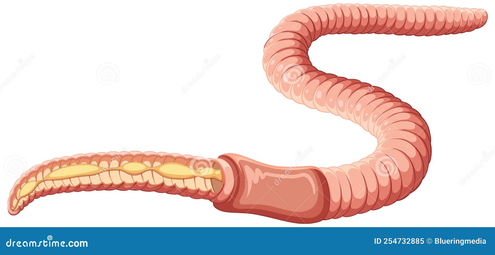 Erdwurm-Anatomievektor vektor abbildung. Illustration von idee - 254732885