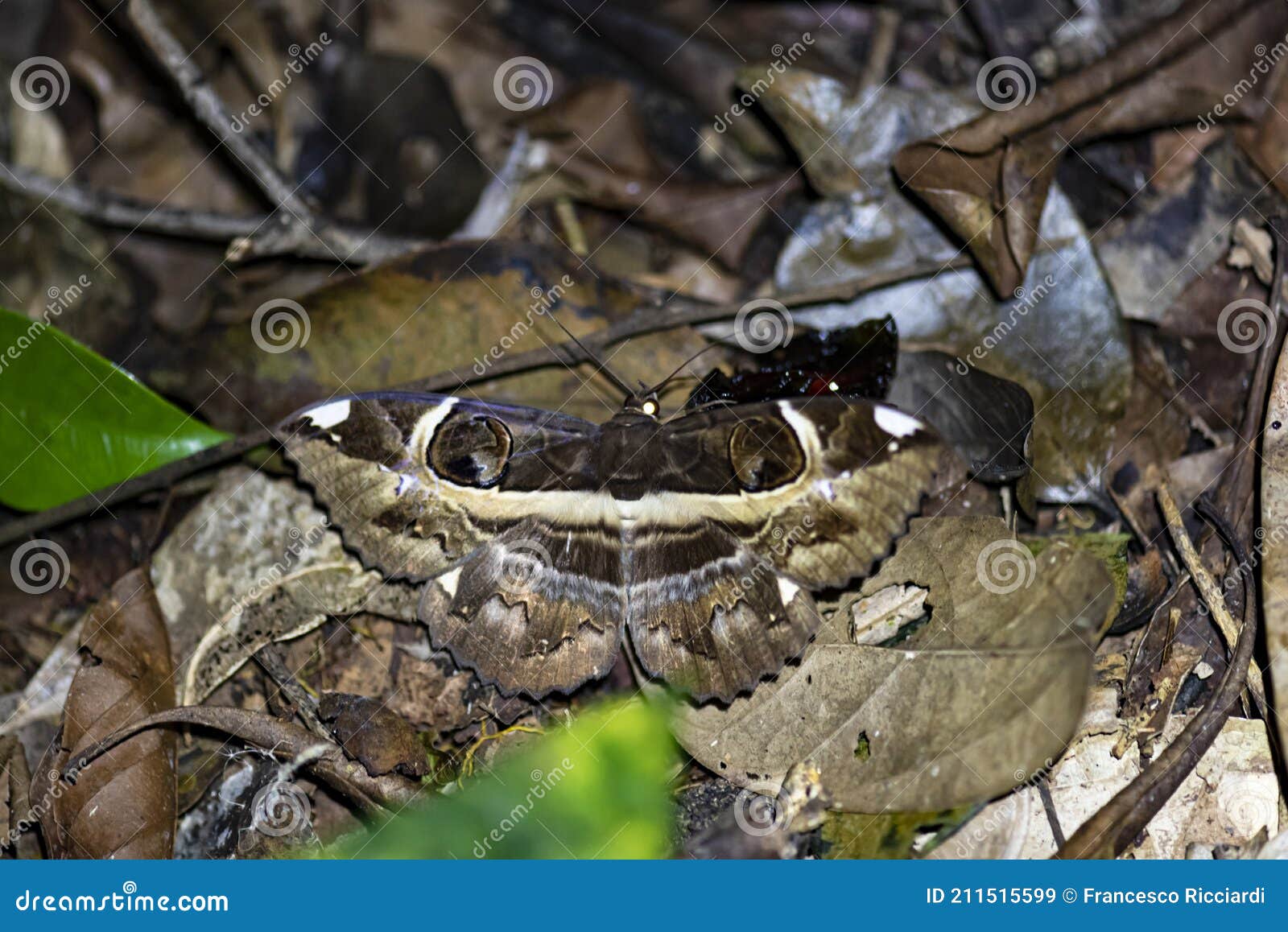 Owl Moth Erebus Macrops Wing Scales Royalty-Free Stock Photography ...