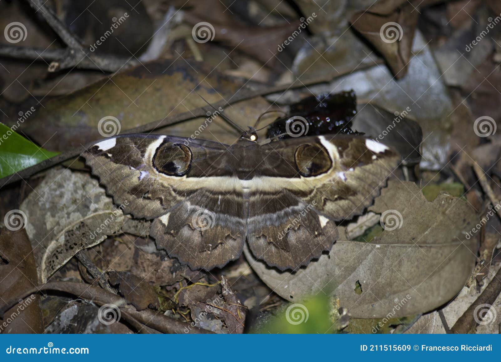 Moth Erebus Ephesperis Singapore Stock Image - Image of night ...