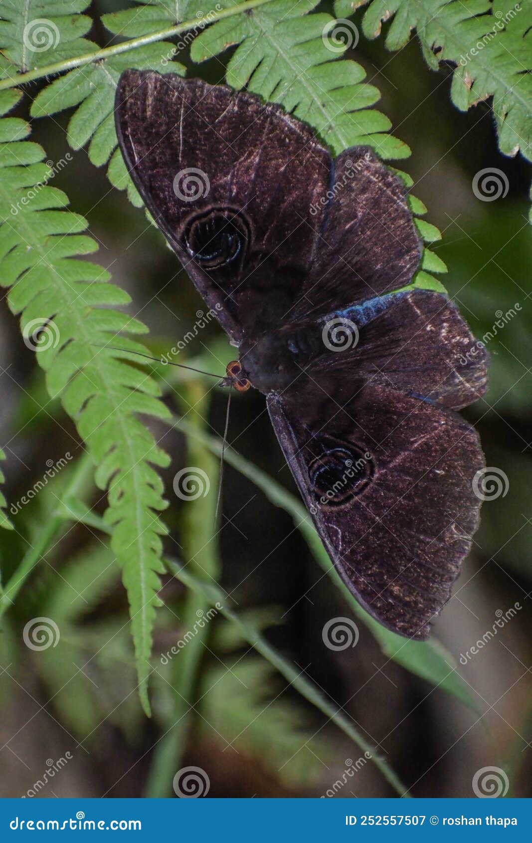 Erebus Hieroglyphica Moth Stock Photography | CartoonDealer.com #62852990