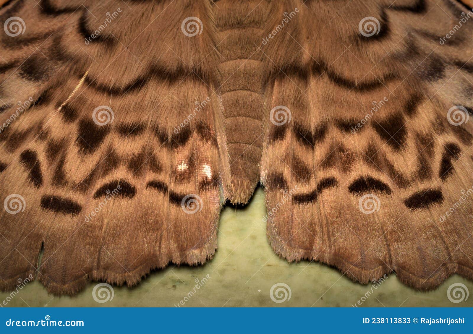Owl Moth Erebus Macrops Wing Scales Stock Image - Image of owlmoth ...