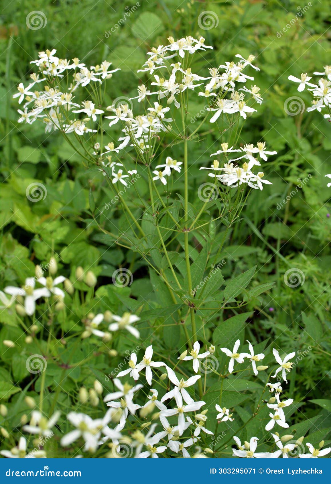 Erect Clematis (Clematis Recta) Blooms in the Wild Stock Image - Image ...