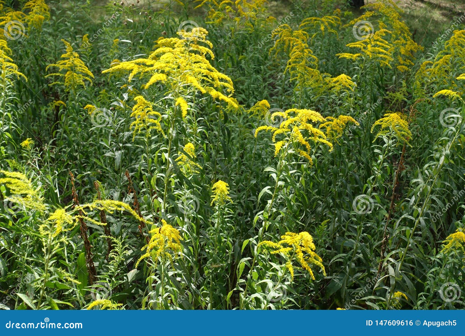 Erect Stems of Solidago with Yellow Flowers Stock Photo - Image of ...