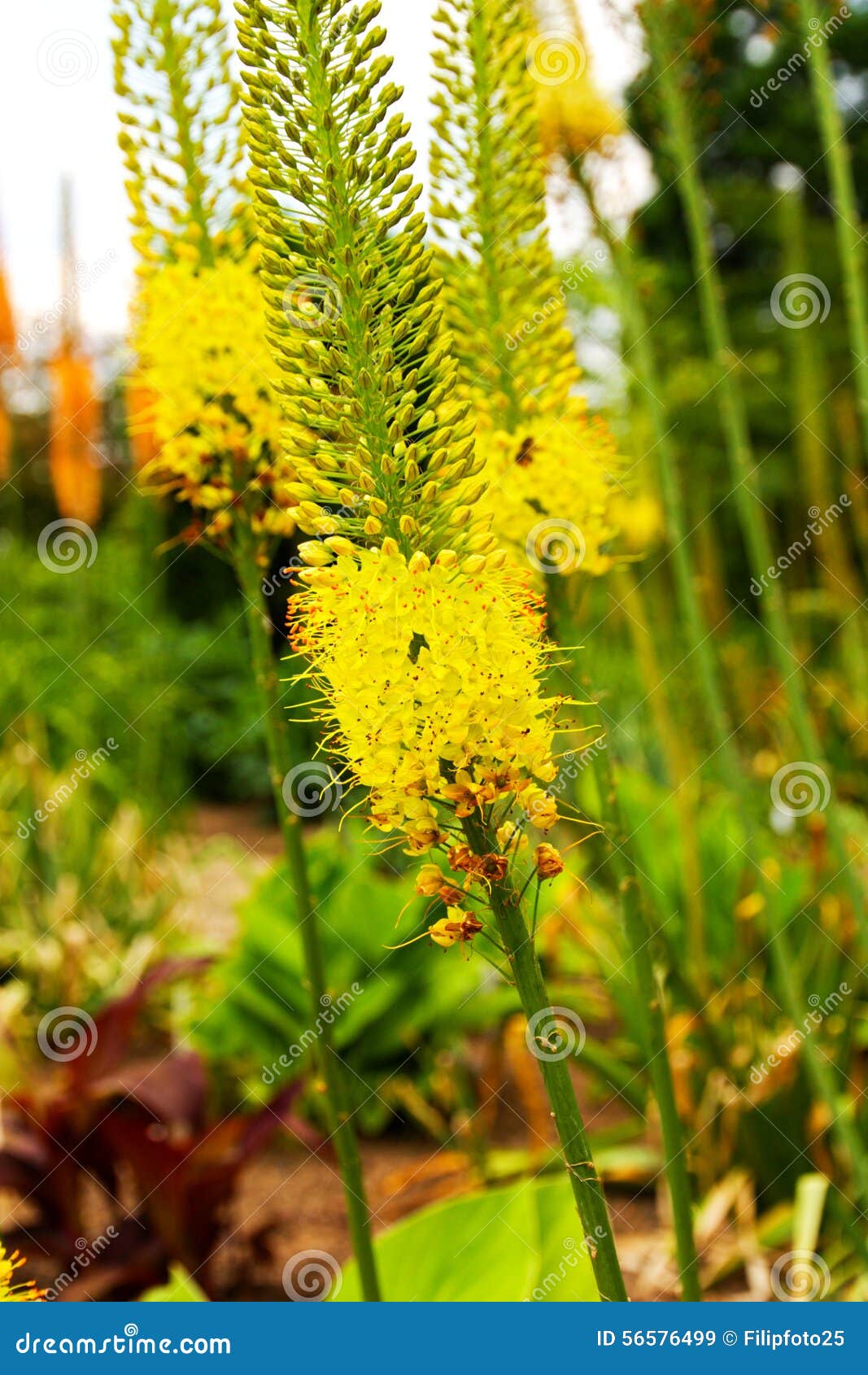 Eremurus image stock. Image du géant, jardins, fleurs - 56576499