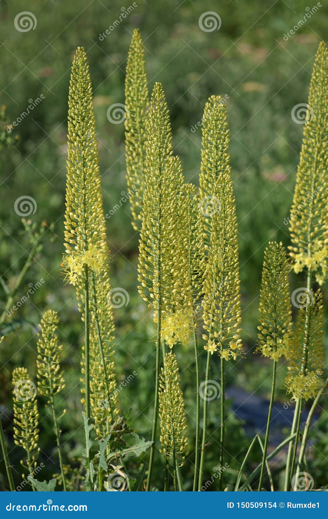 Eremurus stock photo. Image of ornamental, stalks, plants - 150509154