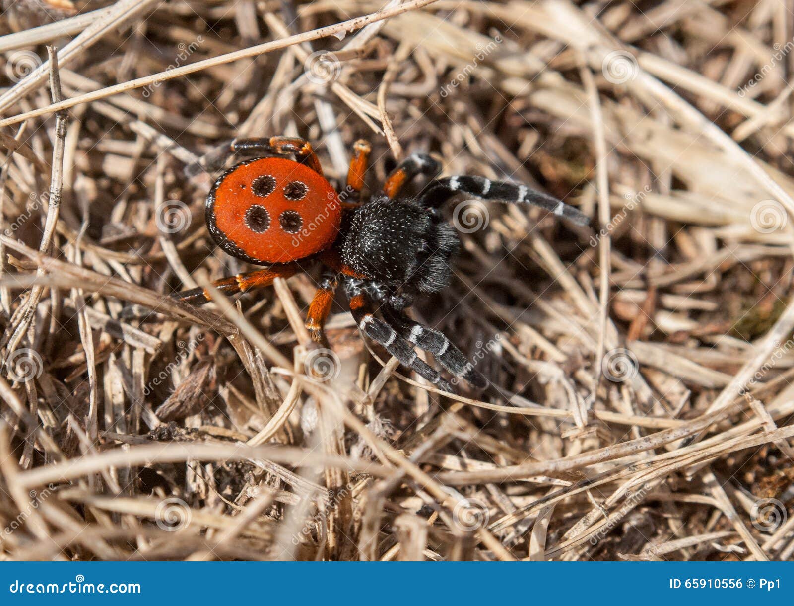 Eresusmoravicus - De Rode Spin Van De Damevogel Stock Foto - Image of ...