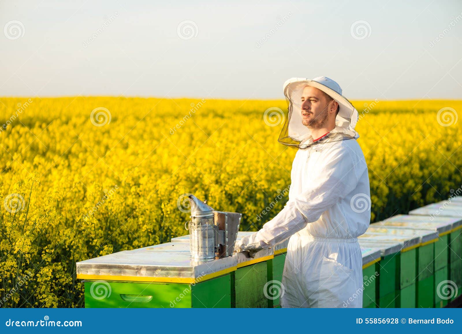 Erfolgreicher Apiarist stockfoto. Bild von landwirtschaft - 55856928