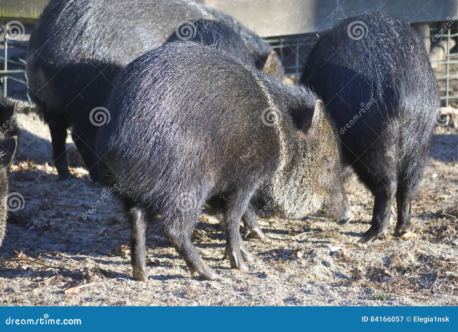 Ergattertes Pekari Oder Pecari-tajacu Stockbild - Bild von schnauze ...