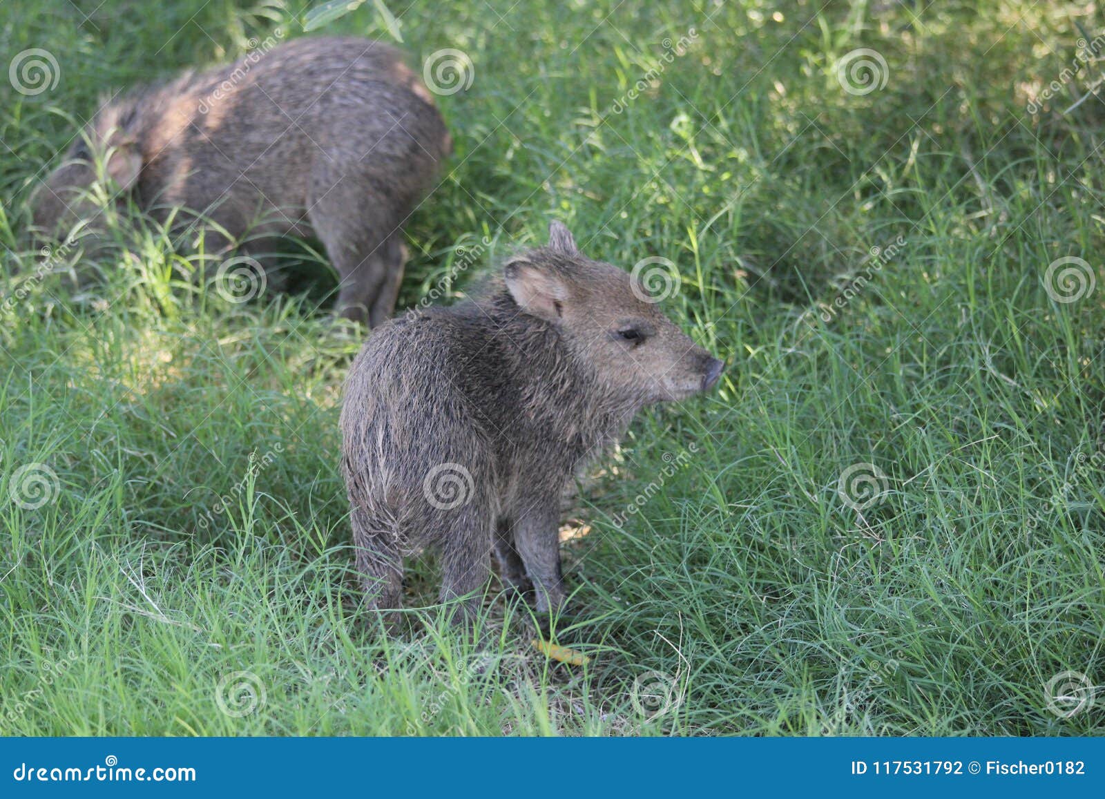 Ergattertes Pekari Pecari-tajacu Sonoriensis 5 Stockfoto - Bild von ...