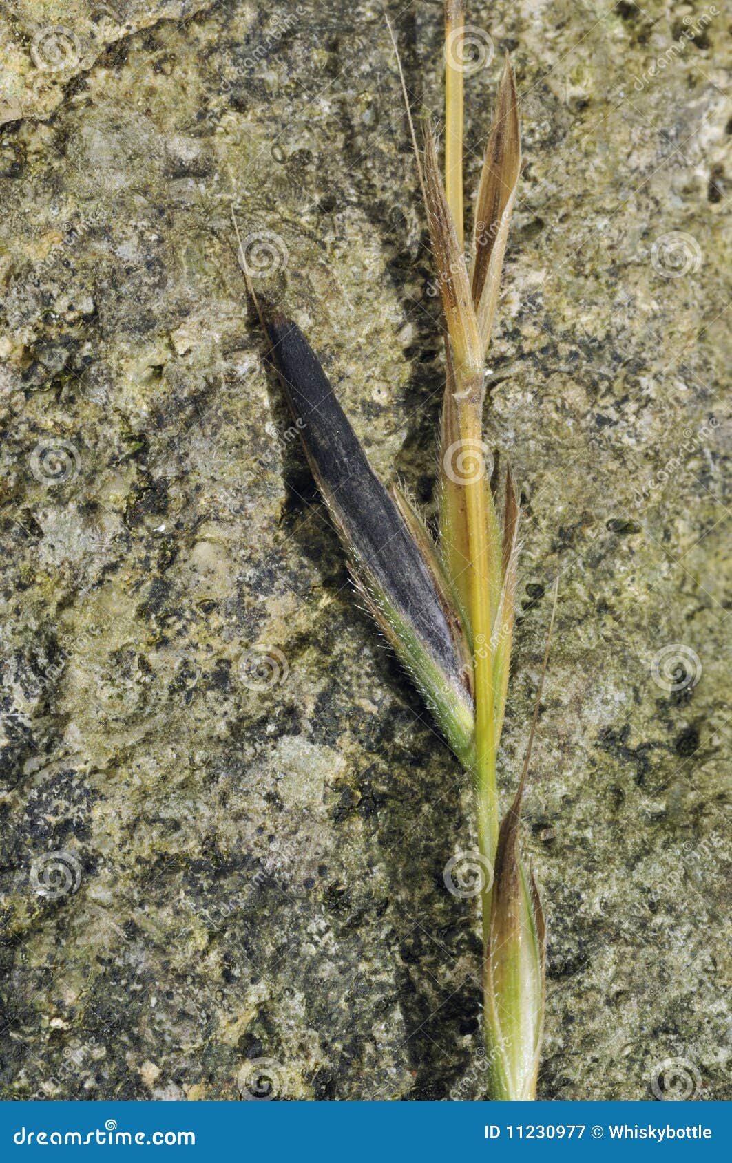 Ergot fungus on grass stock image. Image of grass, fields - 11230977